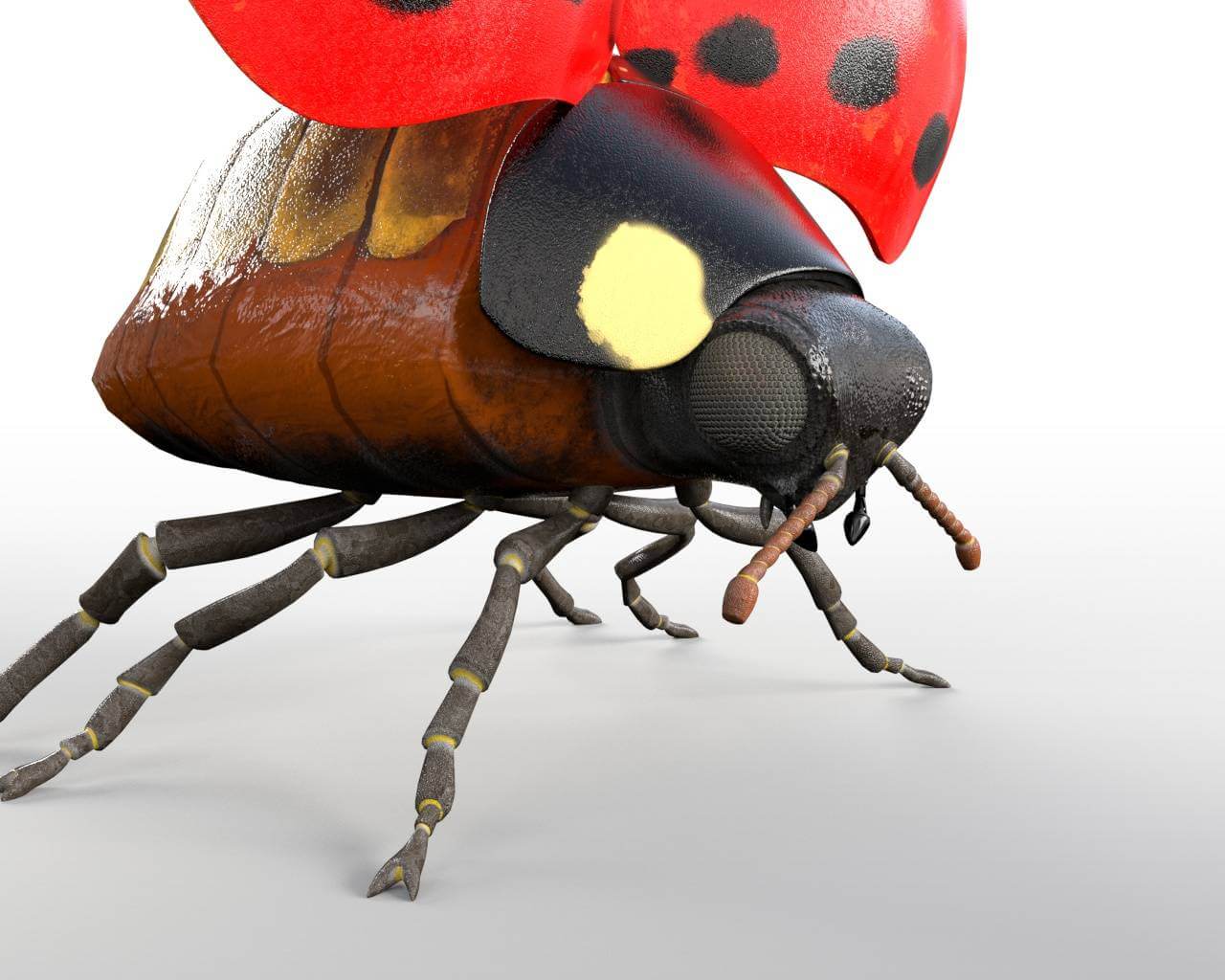 Ladybug - 3D Model by 3dstudio