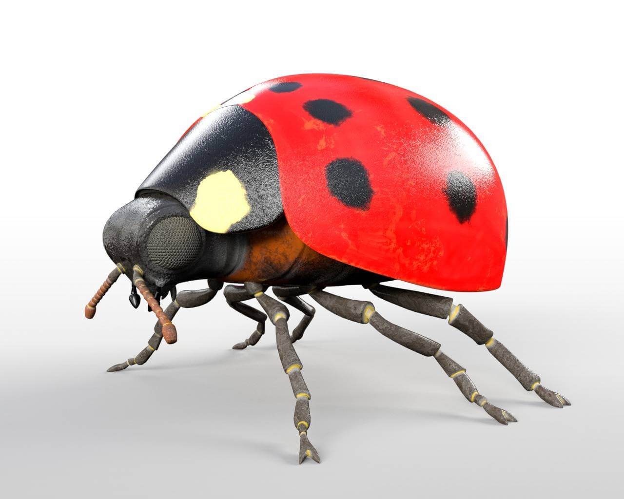 Ladybug - 3D Model by 3dstudio