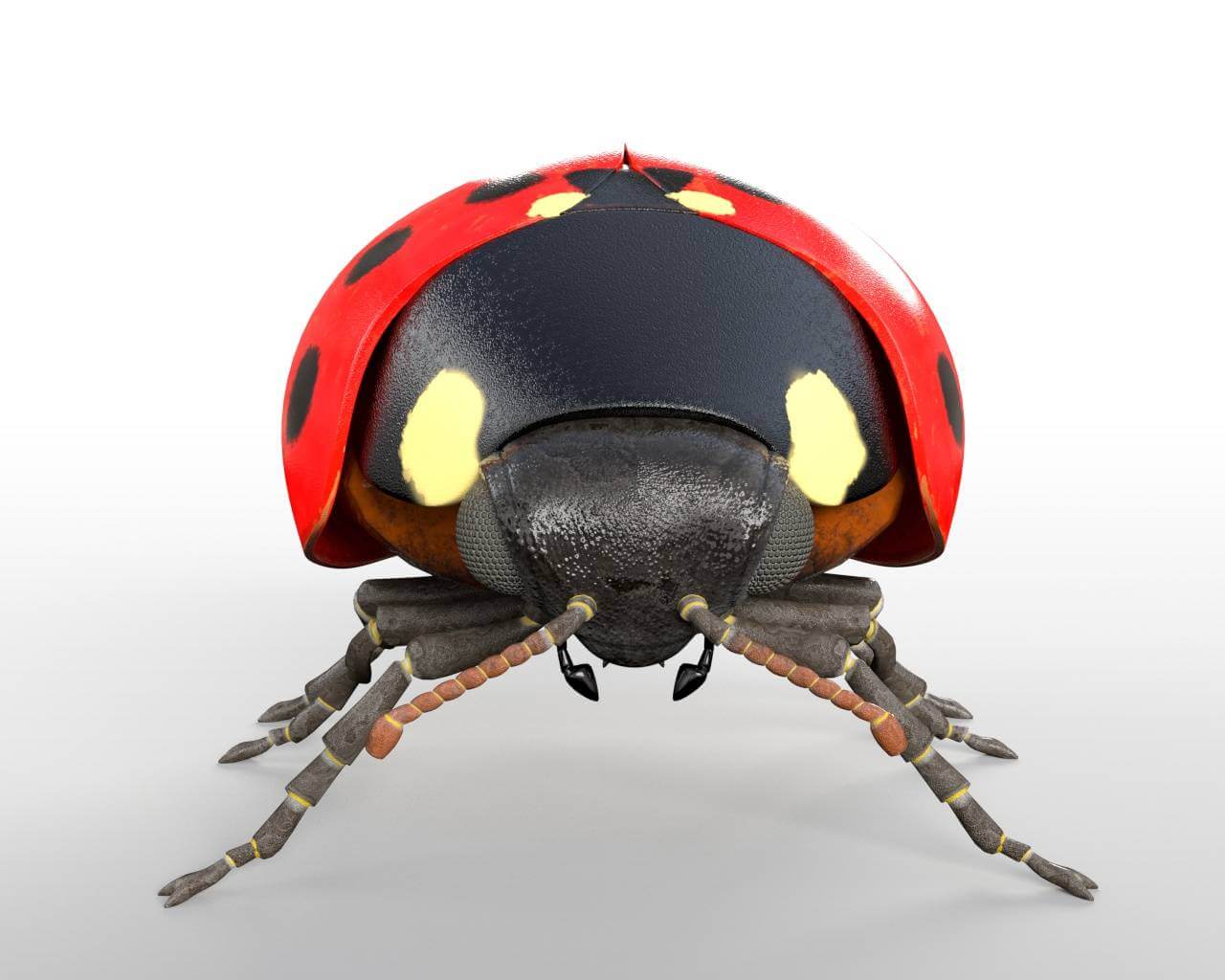 Ladybug - 3D Model by 3dstudio