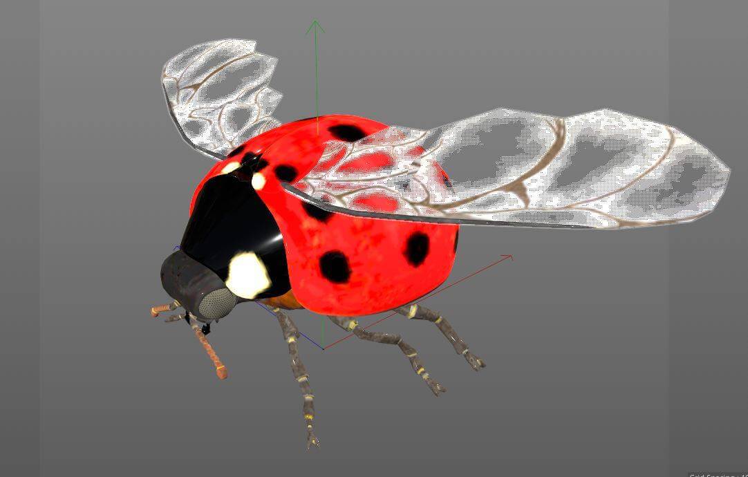 Ladybug - 3D Model by 3dstudio