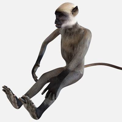 Langur Monkey - 3D Model by 3dstudio