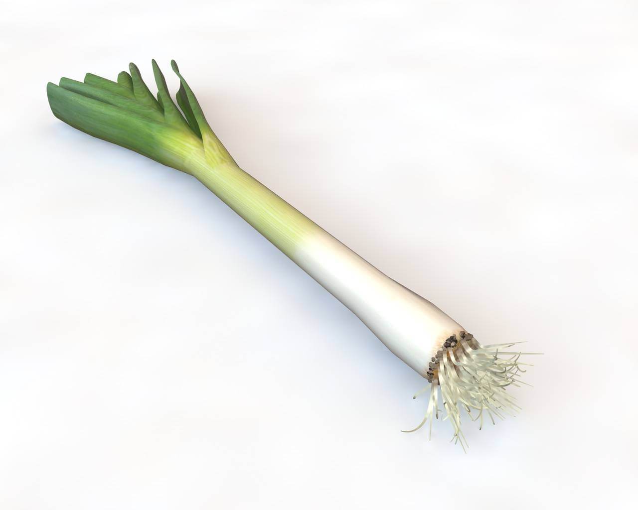 Leeks - 3D Model by 3dstudio