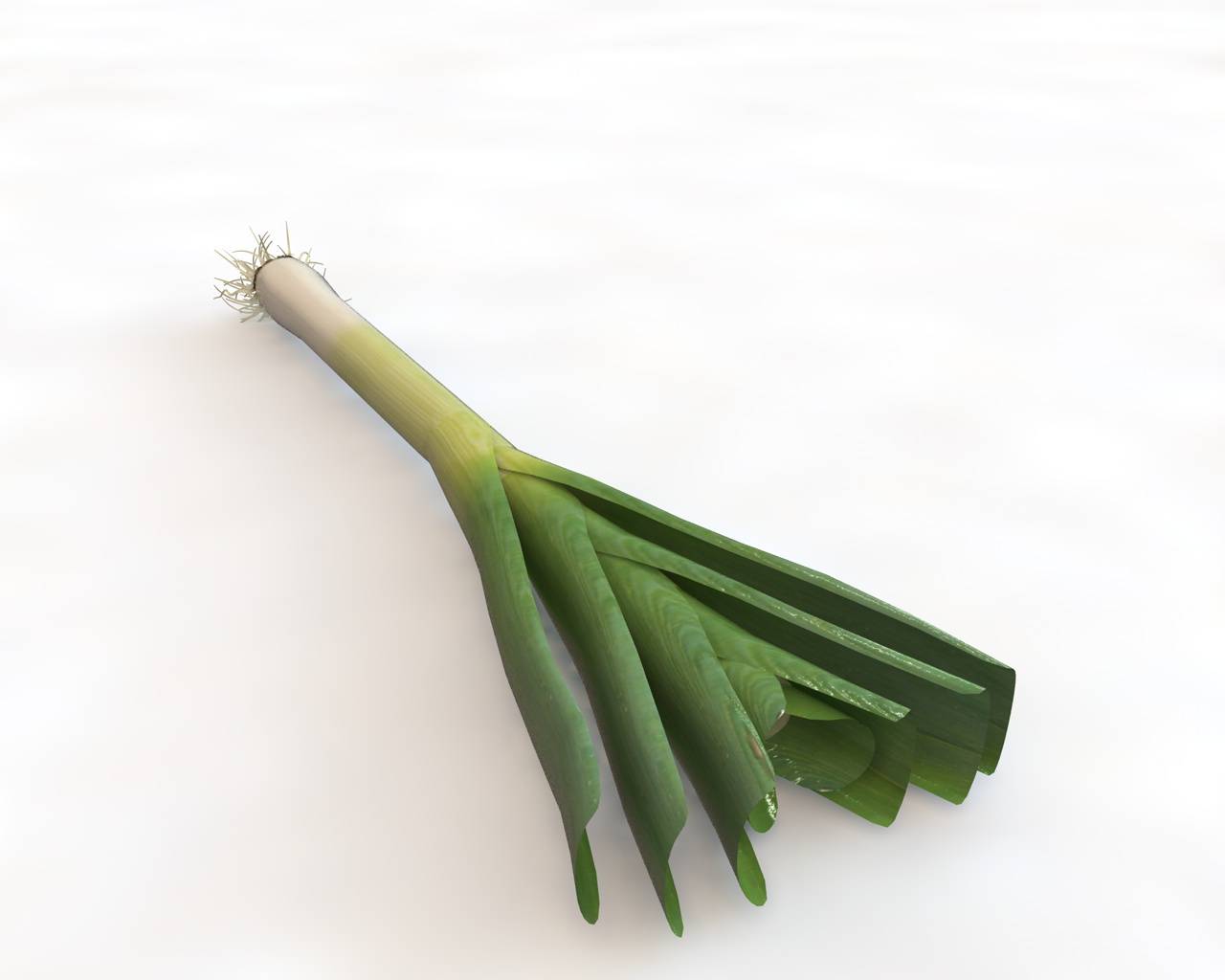 Leeks - 3D Model by 3dstudio