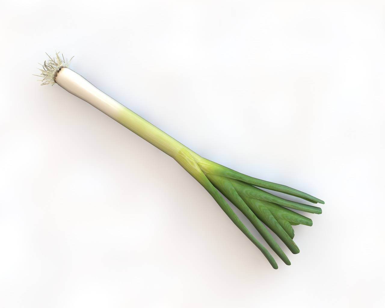 Leeks - 3D Model by 3dstudio