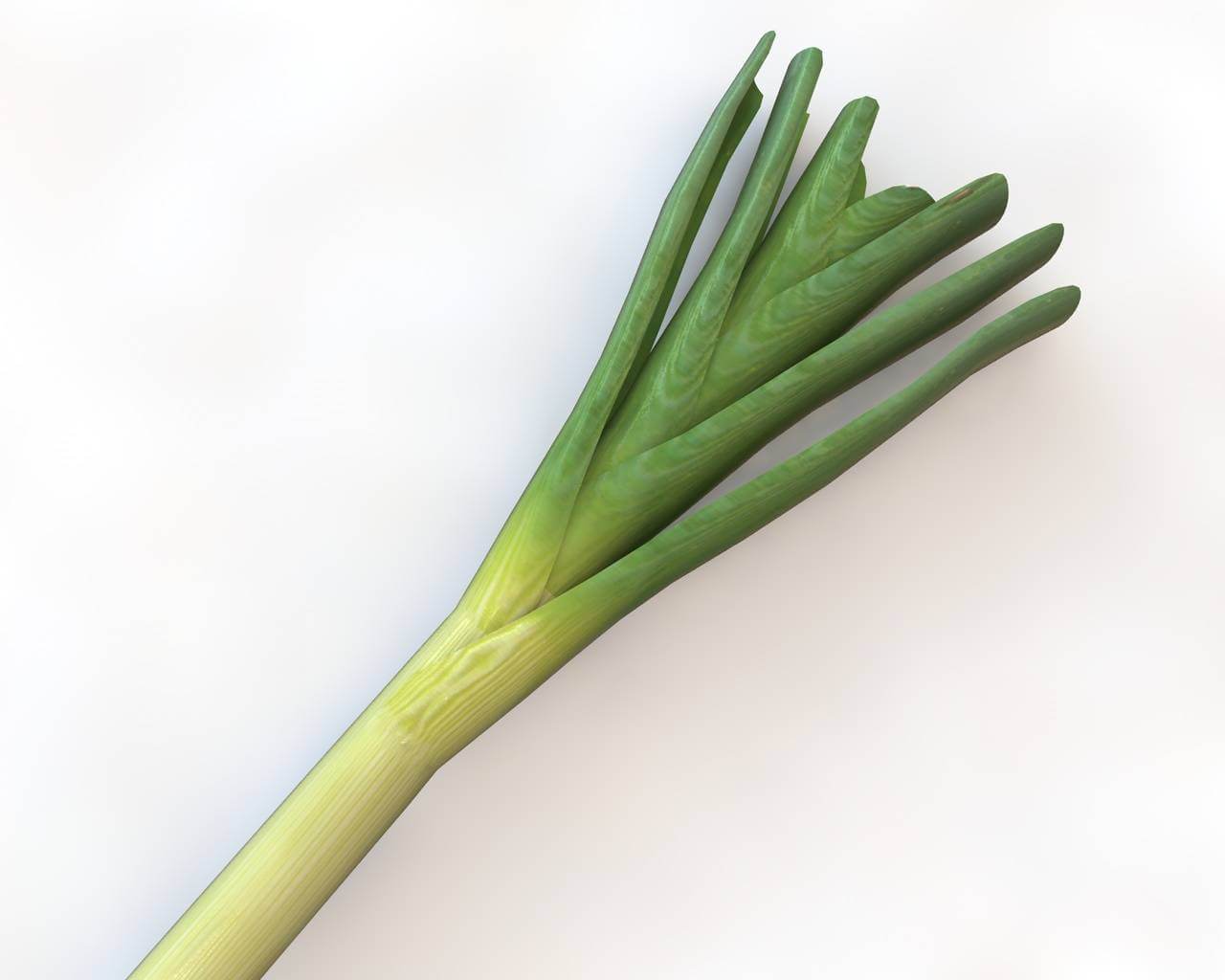 Leeks - 3D Model by 3dstudio