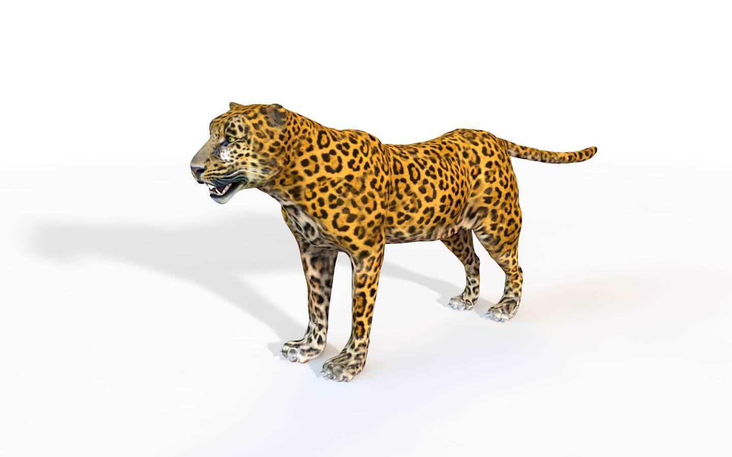 Leopard - 3D Model by 3dstudio