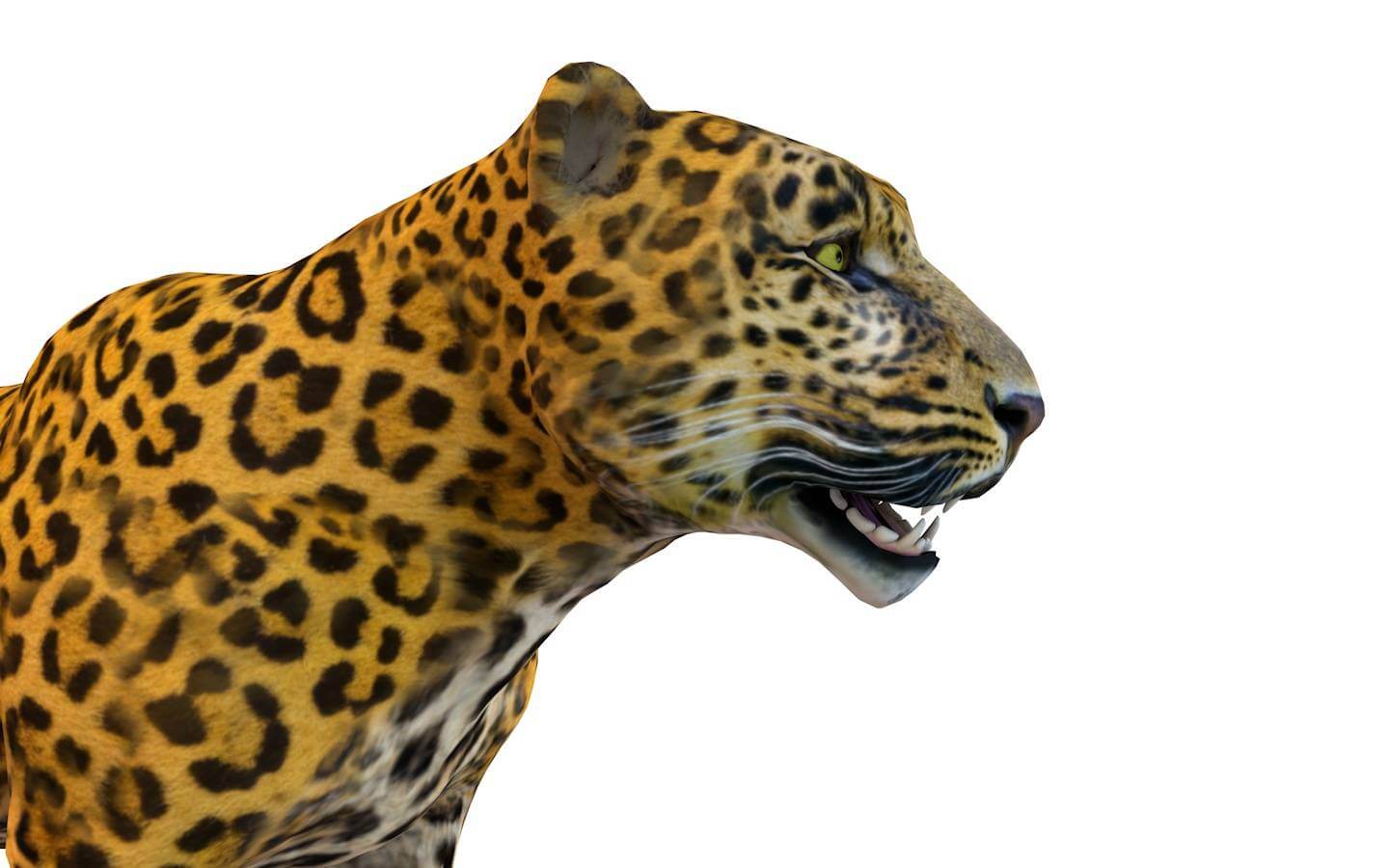 Leopard - 3D Model by 3dstudio