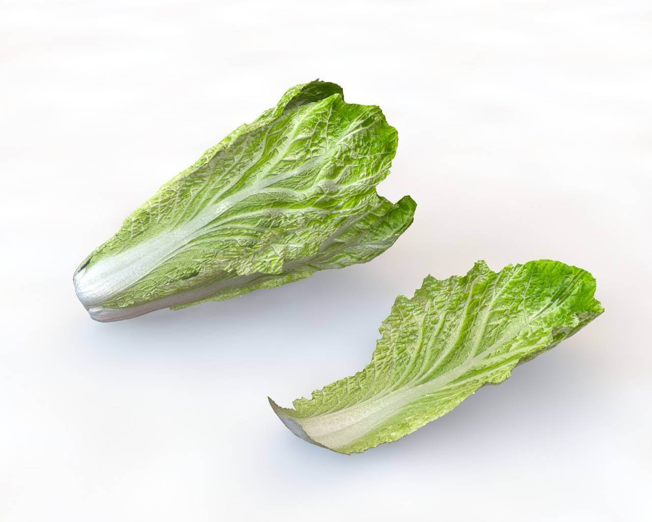 Lettuce - 3D Model by 3dstudio