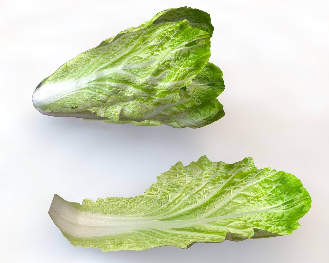 Lettuce - 3D Model by 3dstudio
