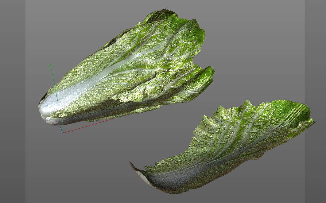 Lettuce - 3D Model by 3dstudio