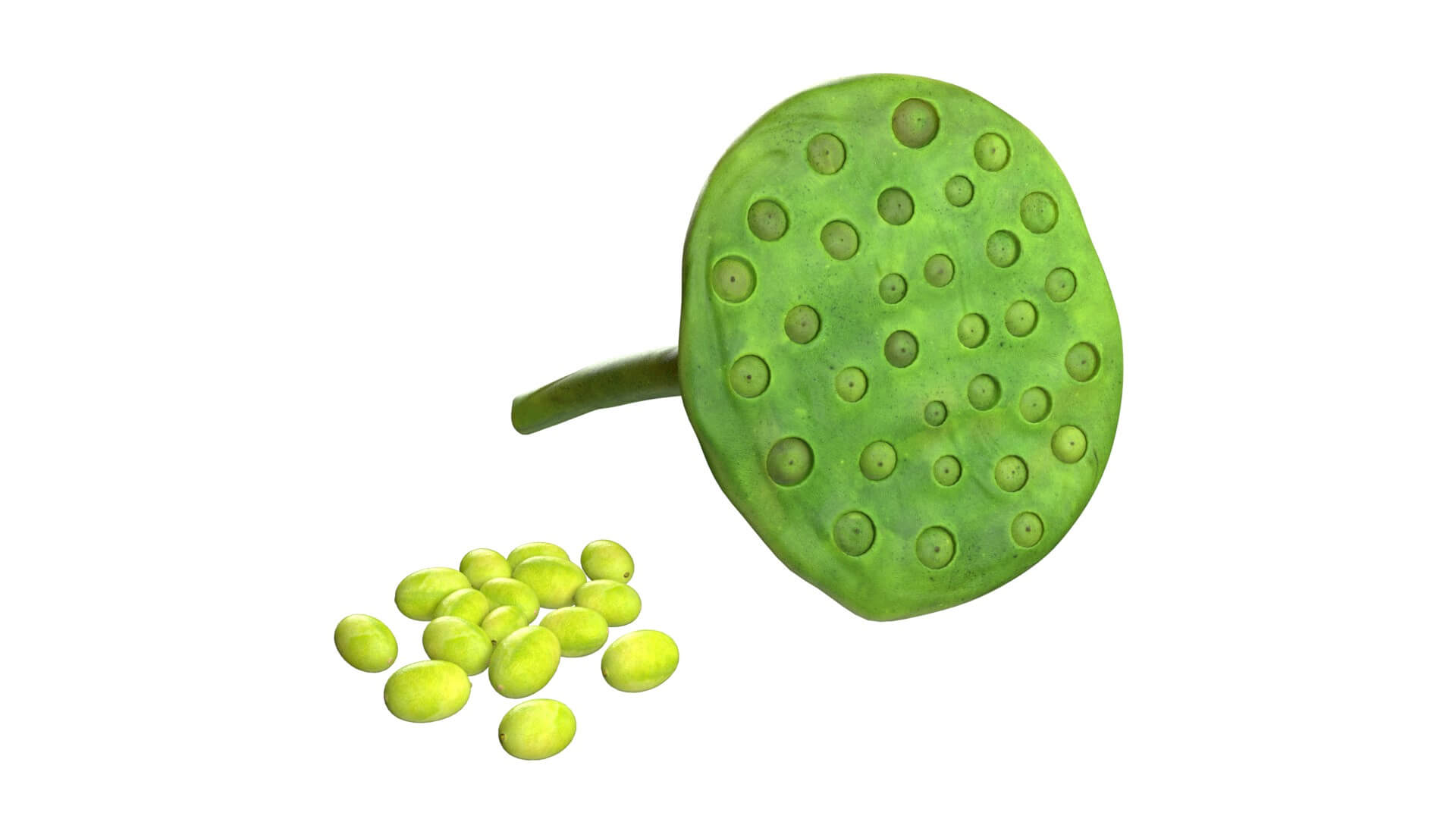 Lotus Seed Pod - 3D Model by 3dstudio