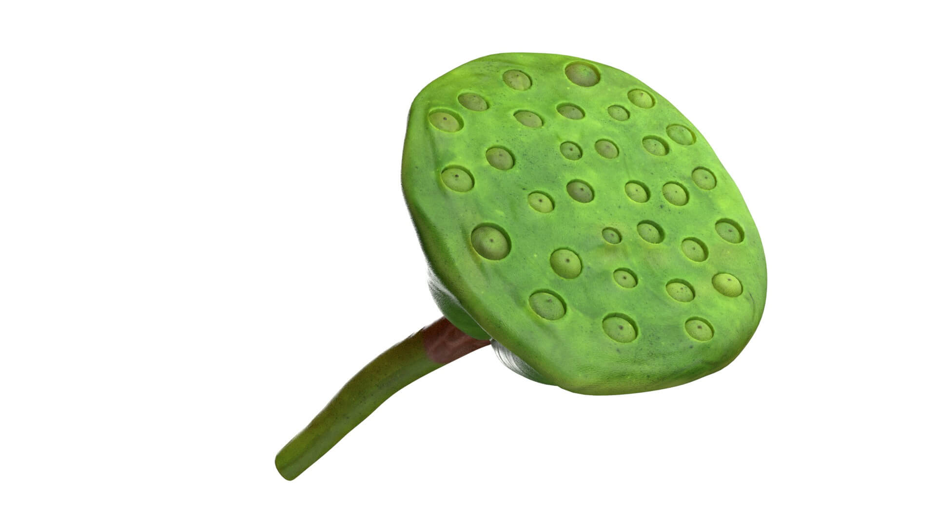 Lotus Seed Pod - 3D Model by 3dstudio