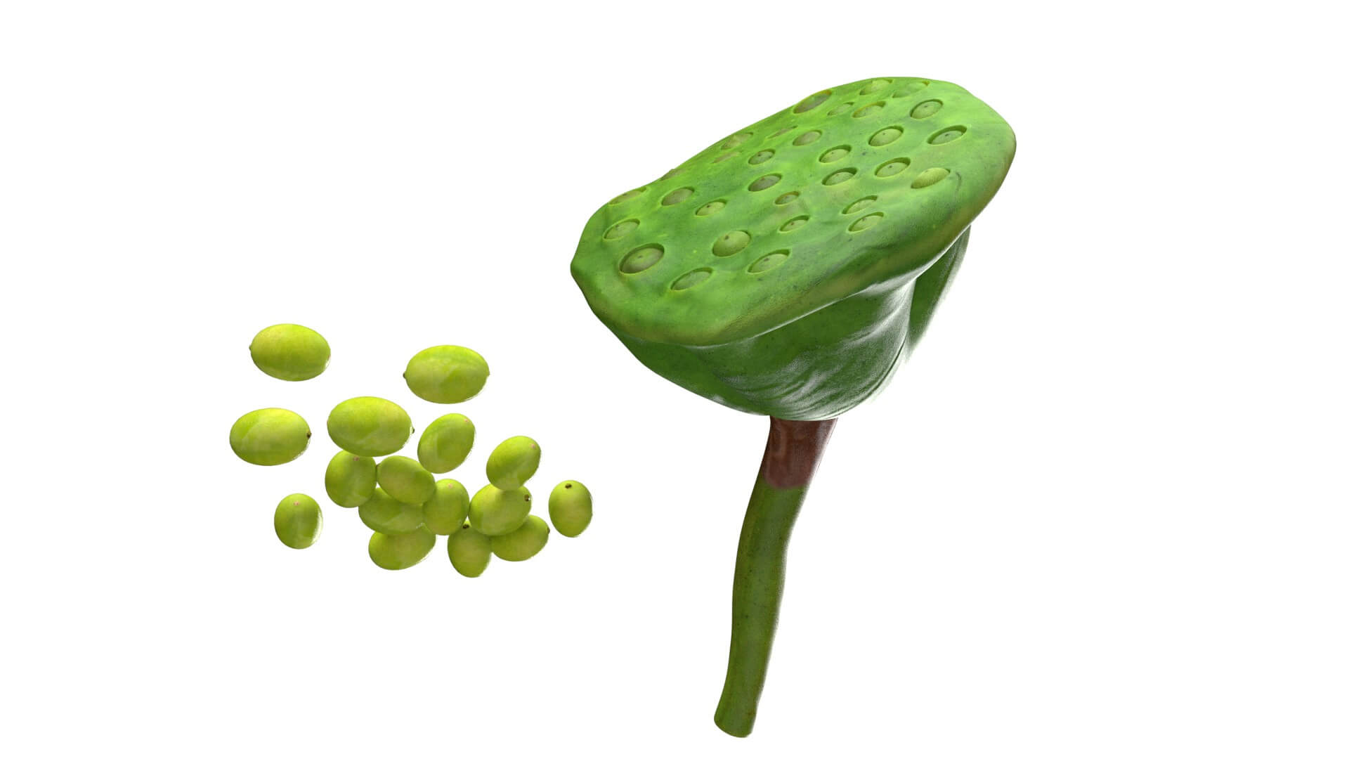 Lotus Seed Pod - 3D Model by 3dstudio
