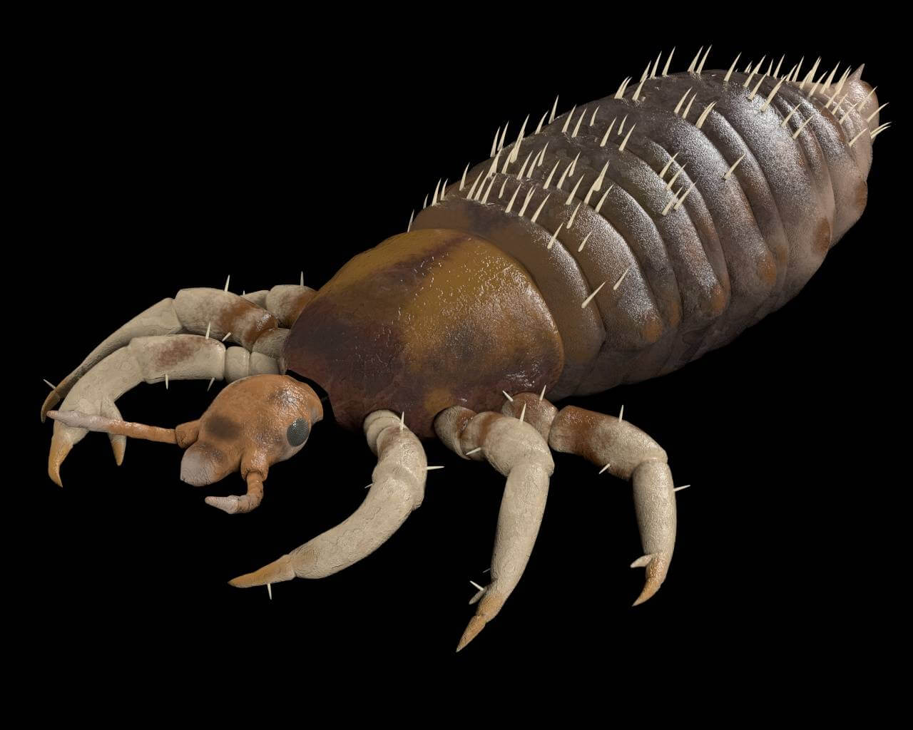 Louse - 3D Model by 3dstudio
