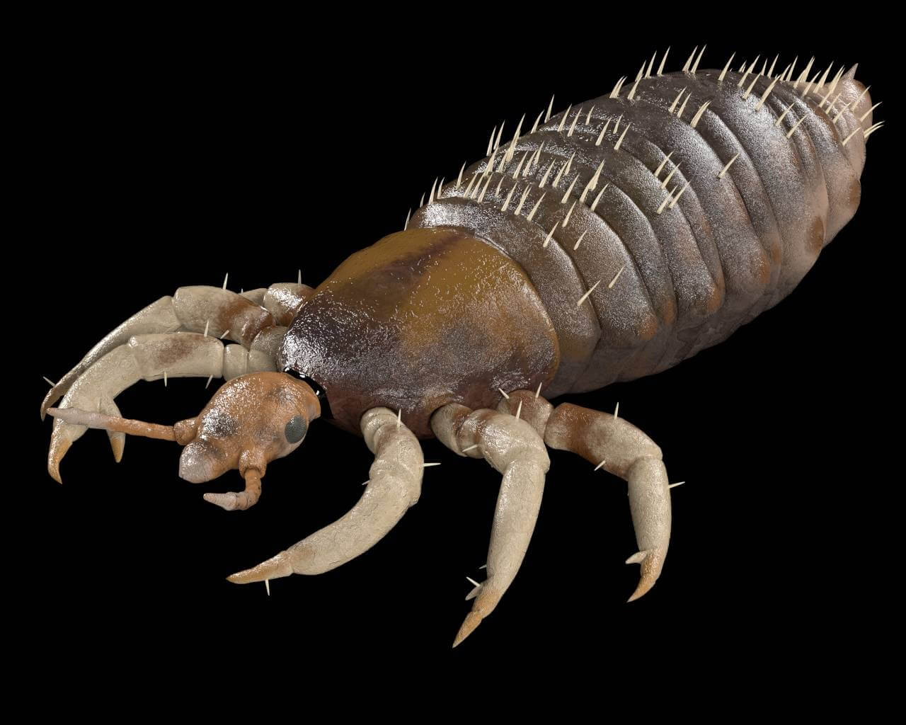 Louse - 3D Model by 3dstudio