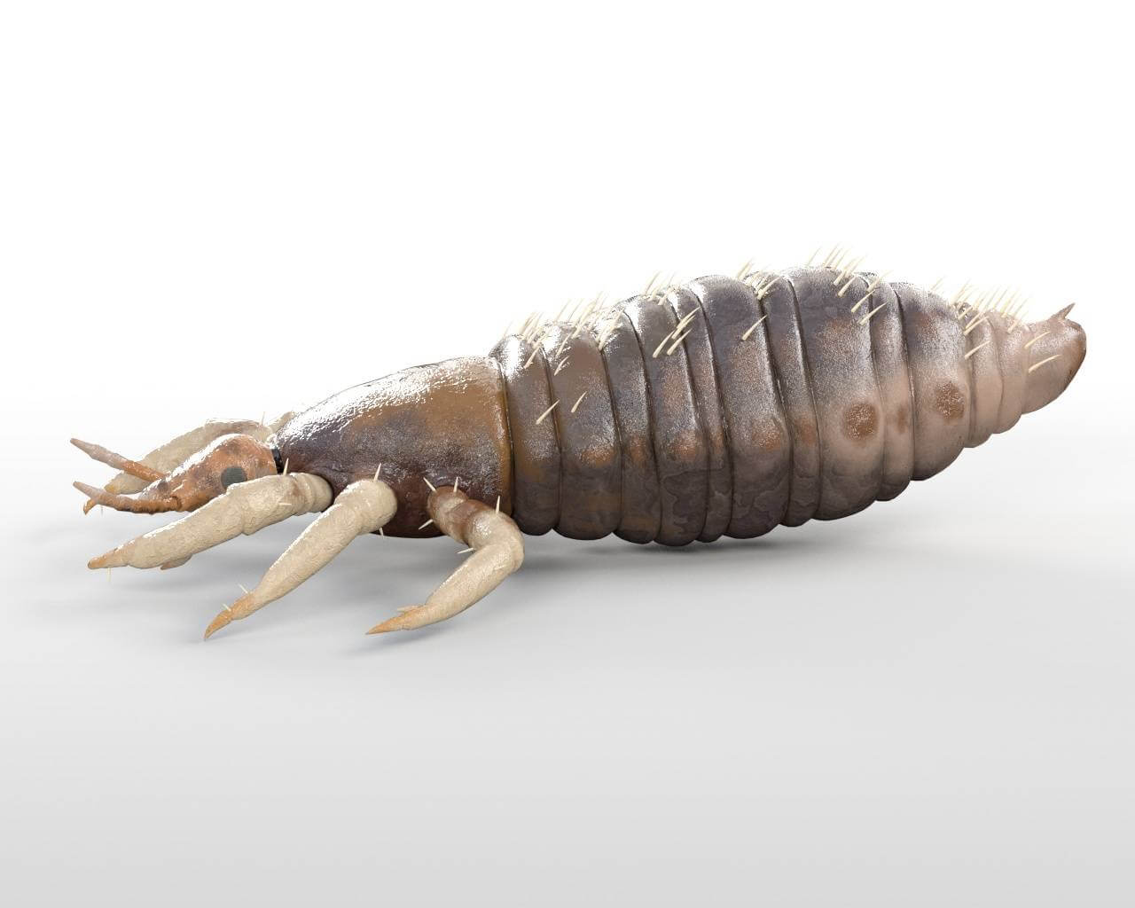 Louse - 3D Model by 3dstudio