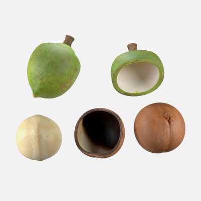 Macadamia Nut Collection - 3D Model by 3dstudio