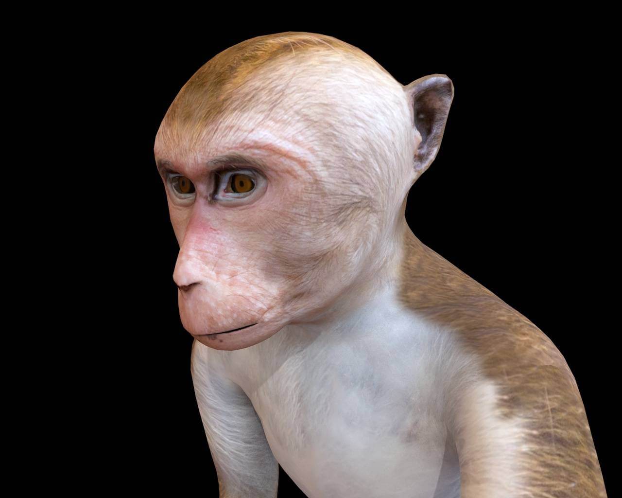 Macaque - 3D Model by 3dstudio