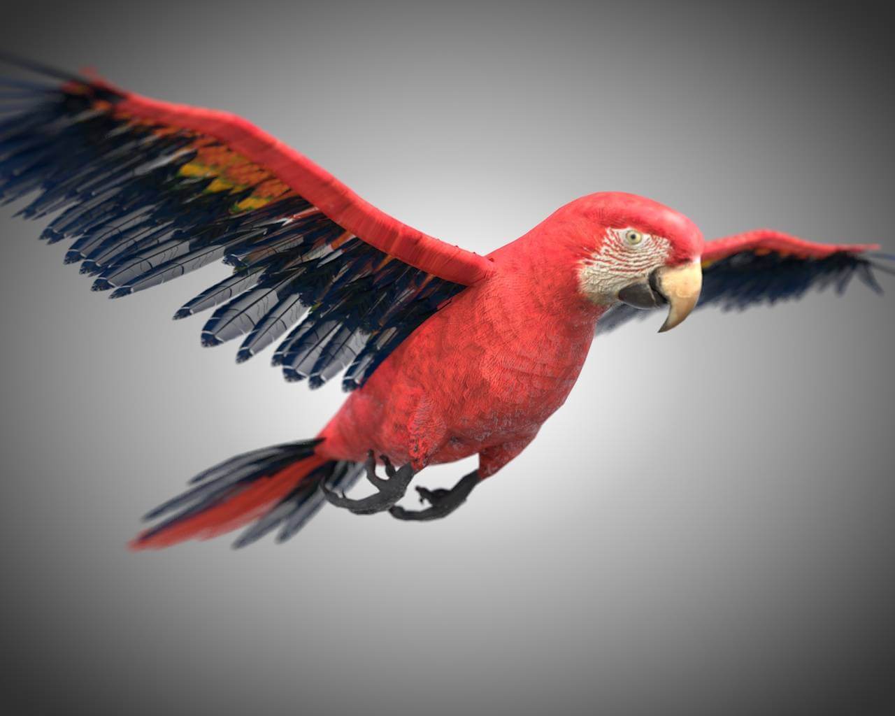 Macaw - 3D Model by 3dstudio