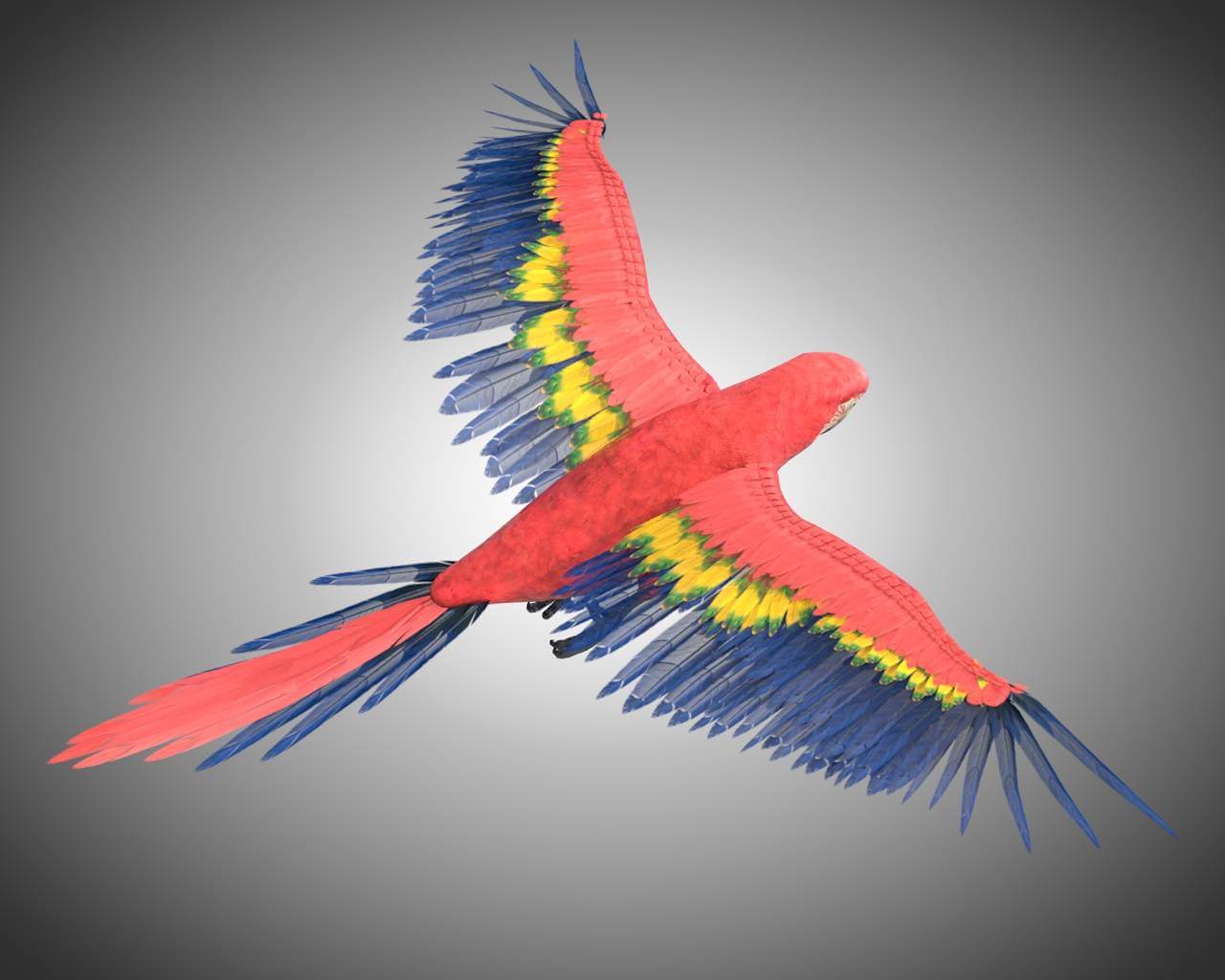 Macaw - 3D Model by 3dstudio