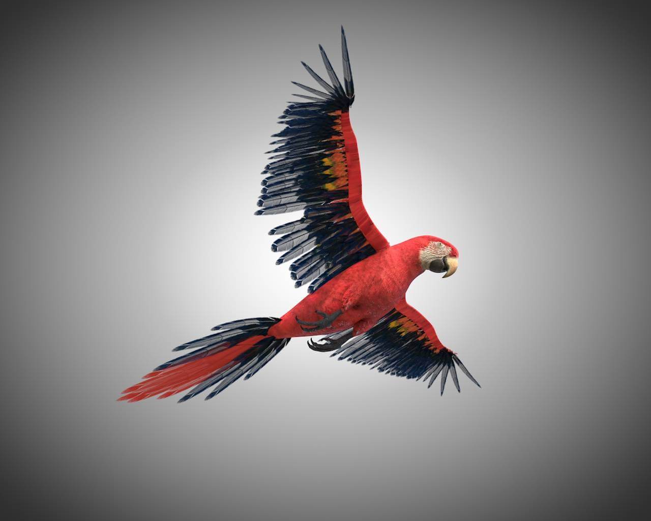 Macaw - 3D Model by 3dstudio