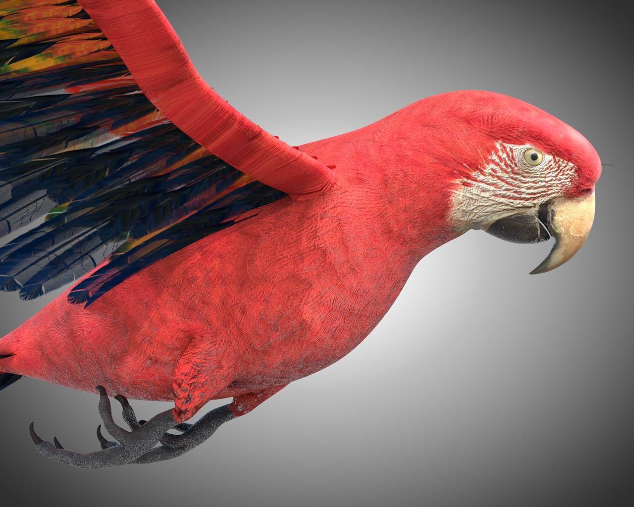 Macaw - 3D Model by 3dstudio