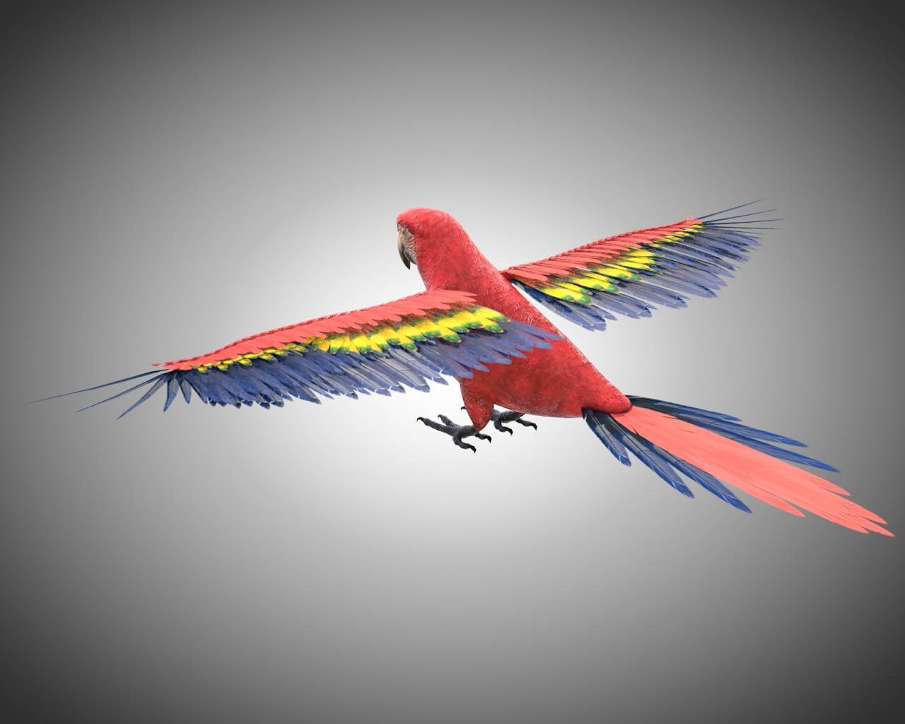 Macaw - 3D Model by 3dstudio