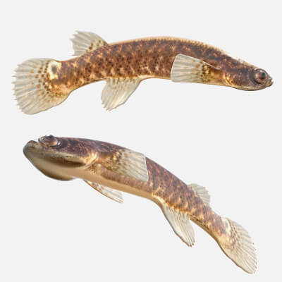 Mangrove Rivulus Fish - 3D Model by 3dstudio