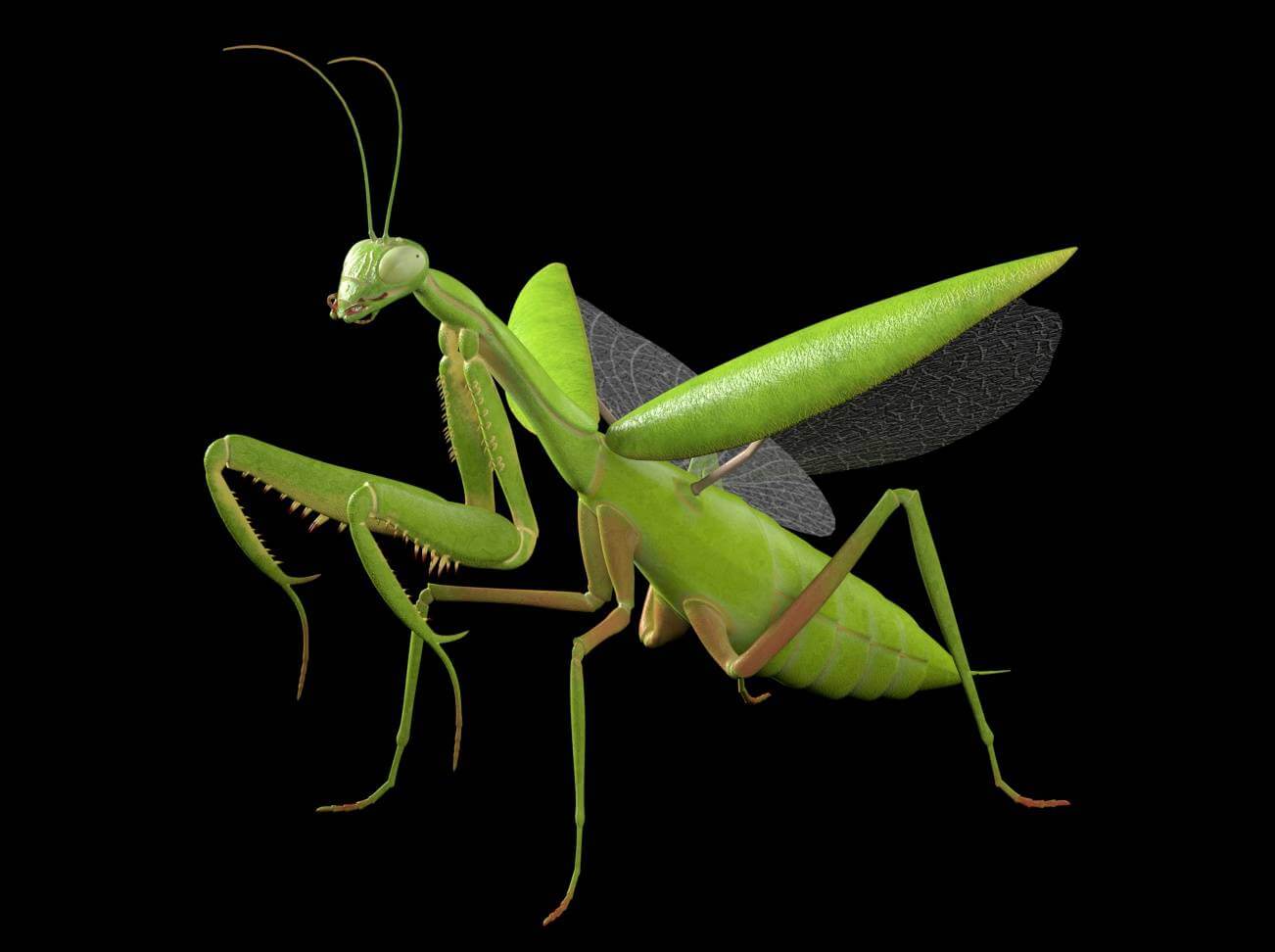Mantis - 3D Model by 3dstudio