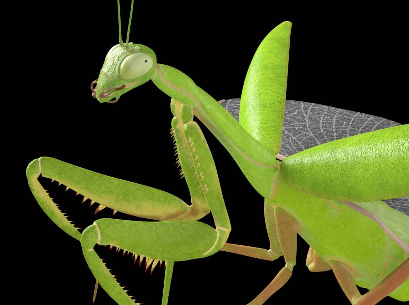 Mantis - 3D Model by 3dstudio