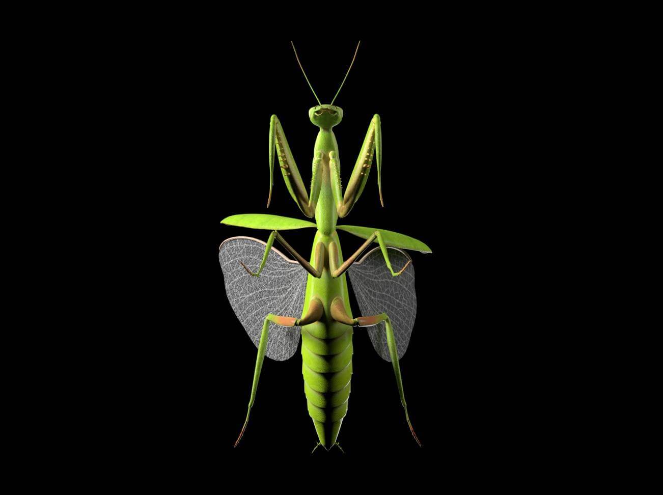 Mantis - 3D Model by 3dstudio