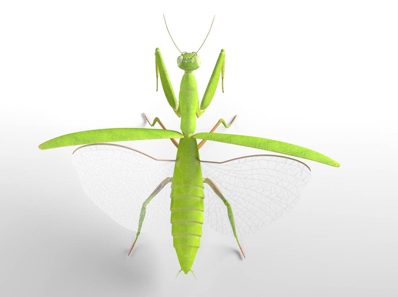 Mantis - 3D Model by 3dstudio