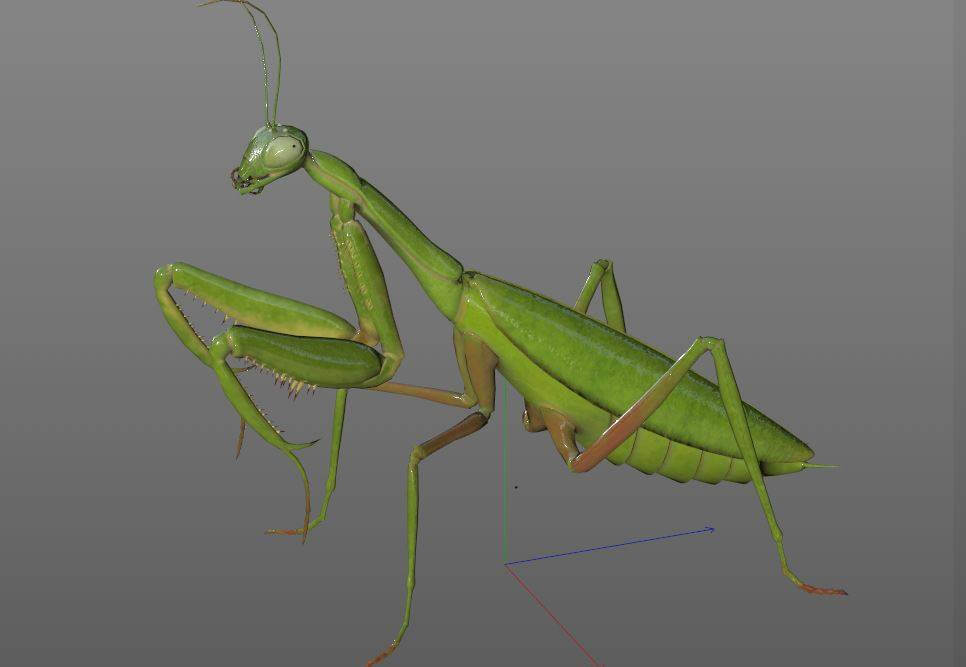 Mantis - 3D Model by 3dstudio
