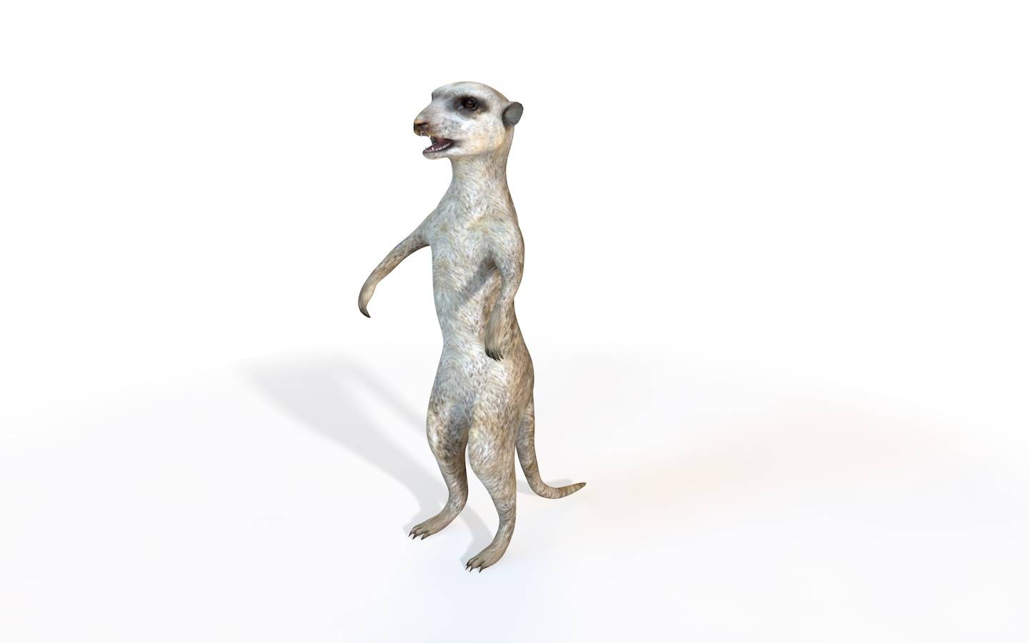 Meerkat - 3D Model by 3dstudio