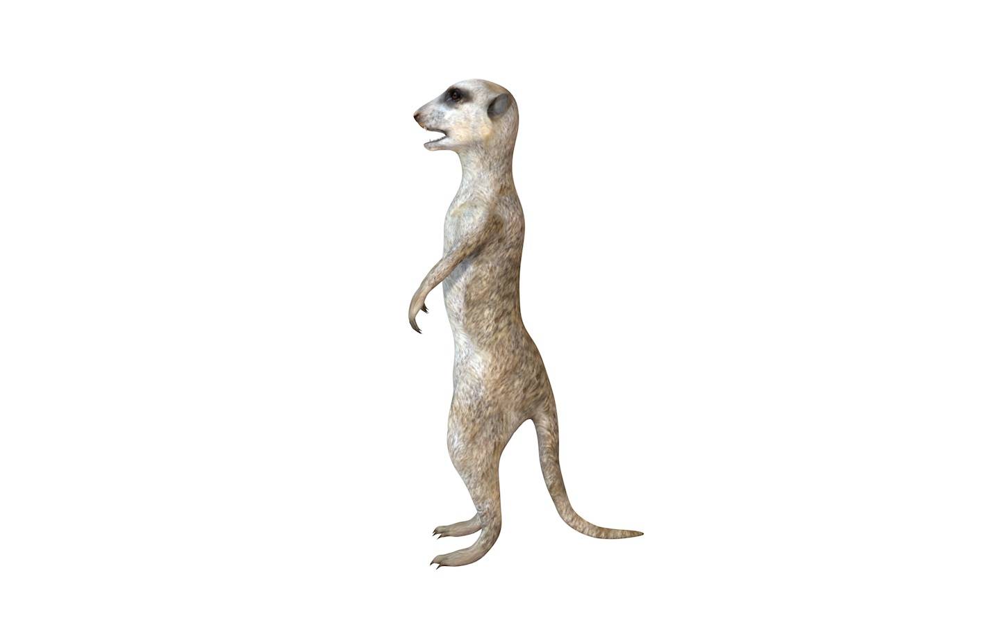 Meerkat - 3D Model by 3dstudio