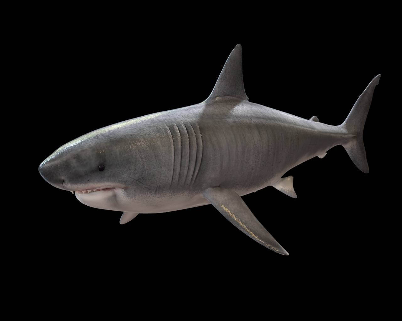 Megalodon Shark - 3D Model by 3dstudio