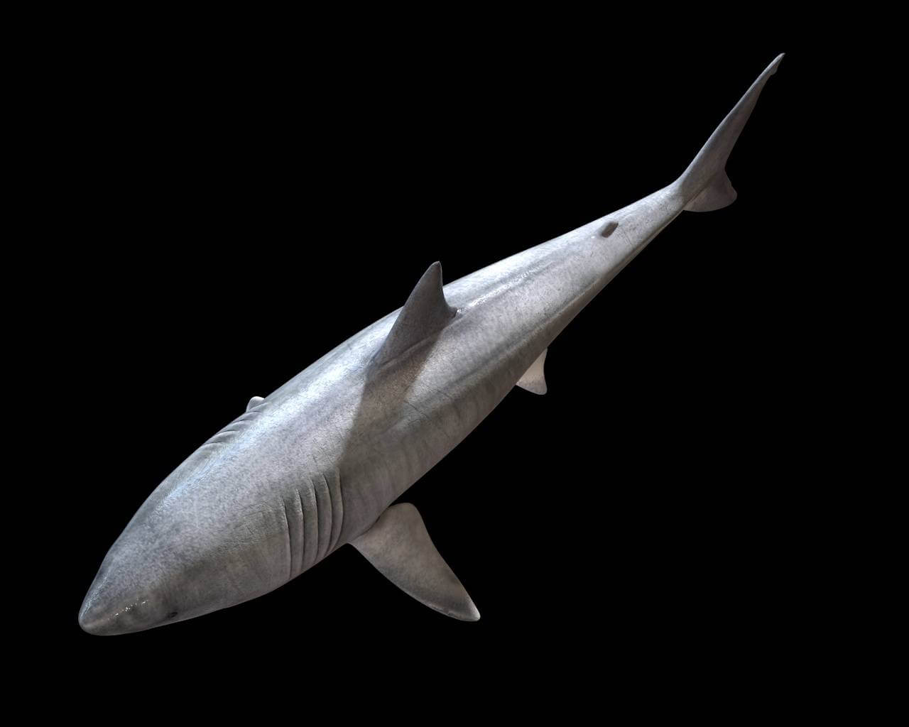 Megalodon Shark - 3D Model by 3dstudio
