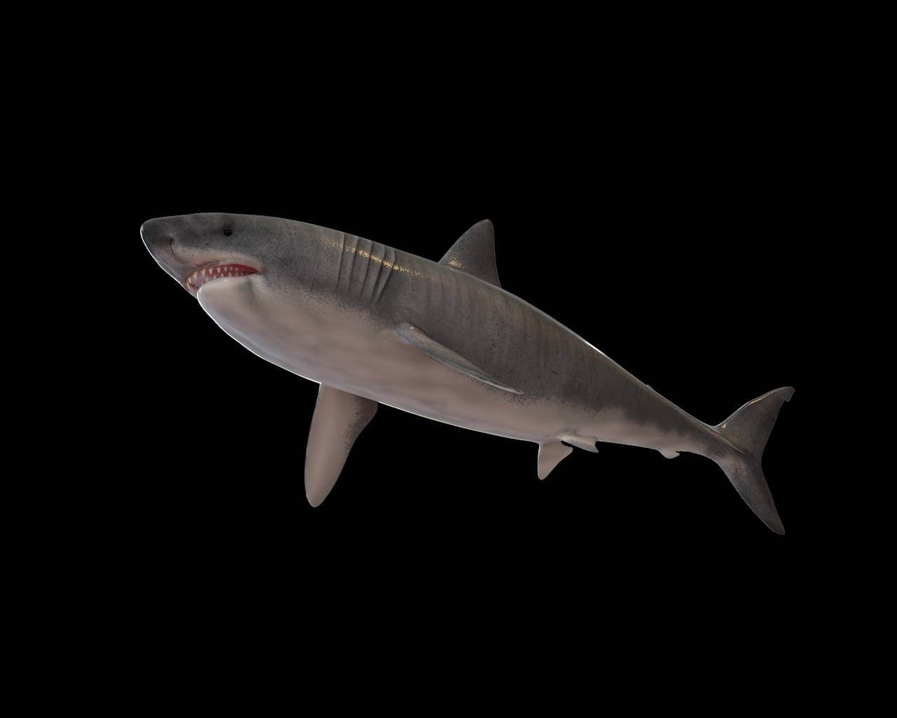 Megalodon Shark - 3D Model by 3dstudio