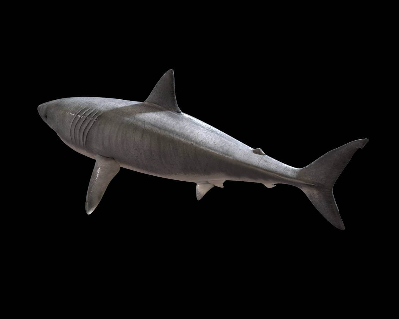 Megalodon Shark - 3D Model by 3dstudio