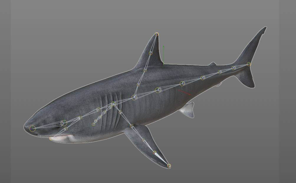 Megalodon Shark - 3D Model by 3dstudio