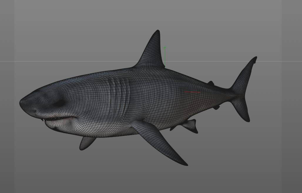 Megalodon Shark - 3D Model by 3dstudio