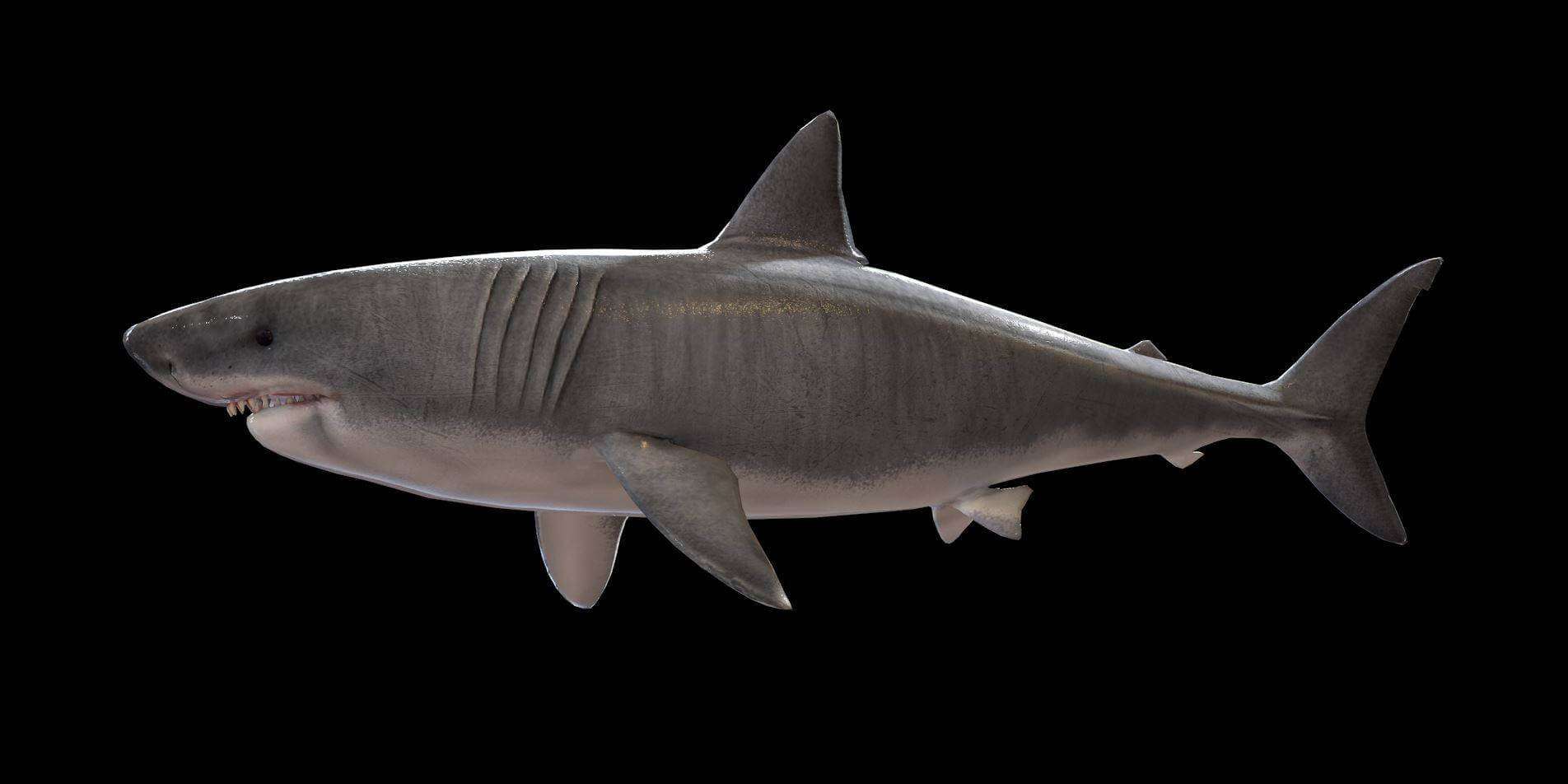 Megalodon Shark - 3D Model by 3dstudio