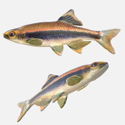 Metallic Shiner Fish - 3D Model by 3dstudio
