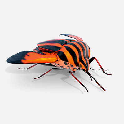 Minstrel Bug - 3D Model by 3dstudio