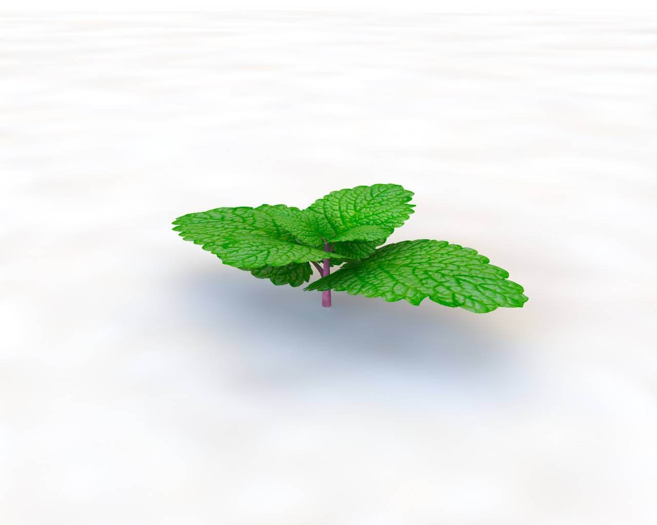 Mint - 3D Model by 3dstudio