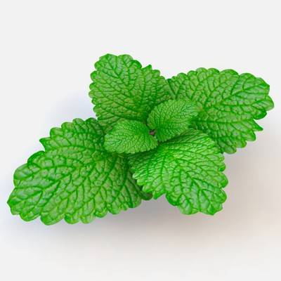 Mint - 3D Model by 3dstudio