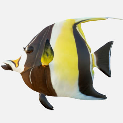 Moorish Idol Fish - 3D Model by 3dstudio