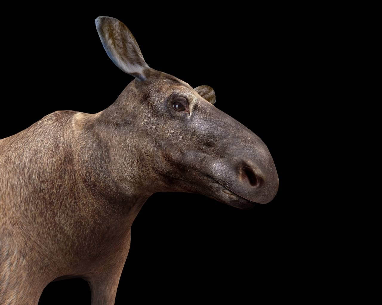 Moose (Female) - 3D Model by 3dstudio