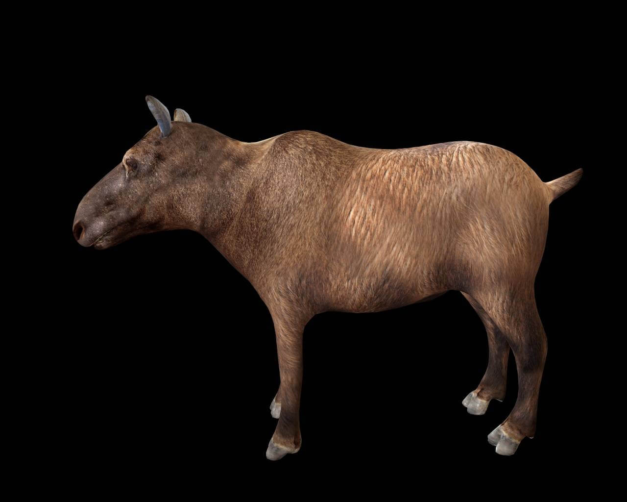 Moose (Female) - 3D Model by 3dstudio