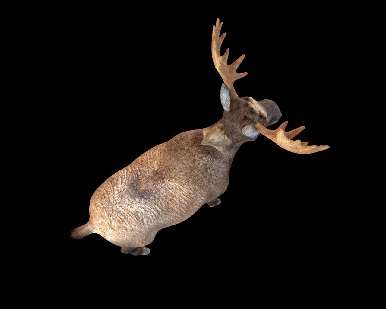 Moose (Male) - 3D Model by 3dstudio